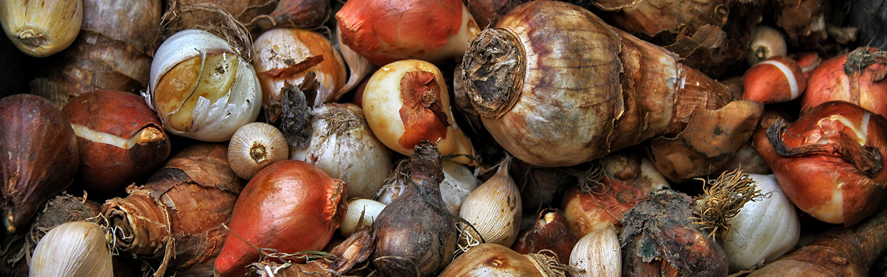 Lökar och knölar | För trädgårdsproffs