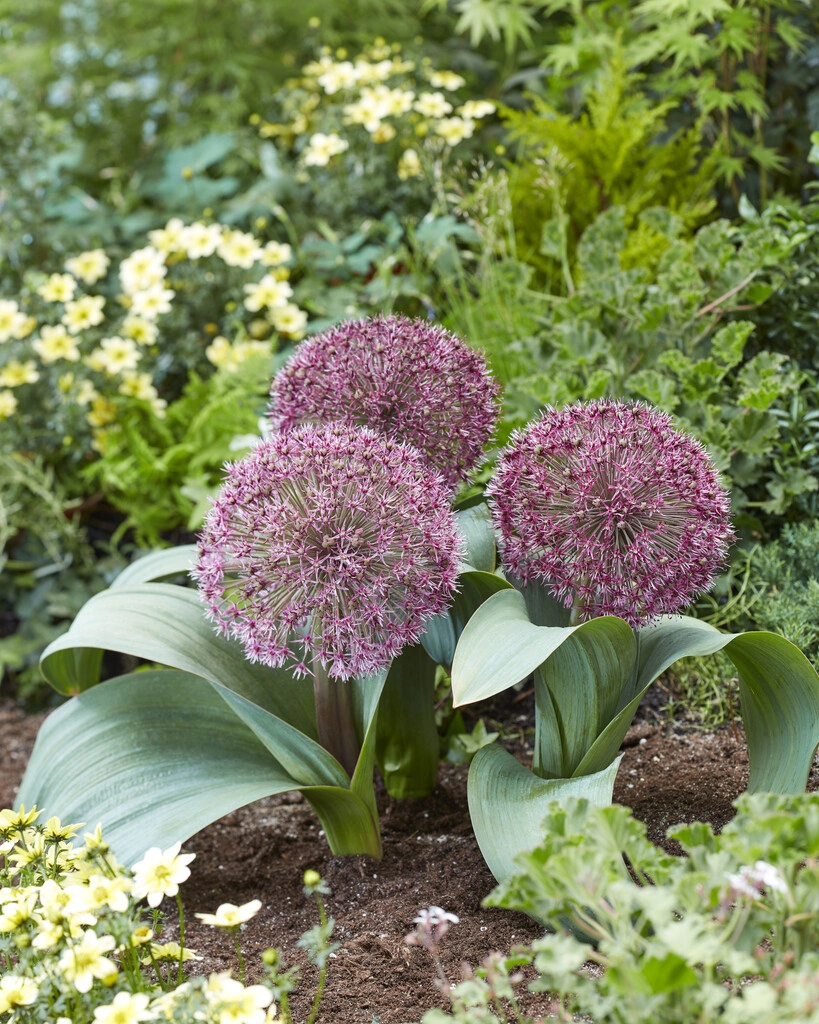Allium Red Giant 22/24