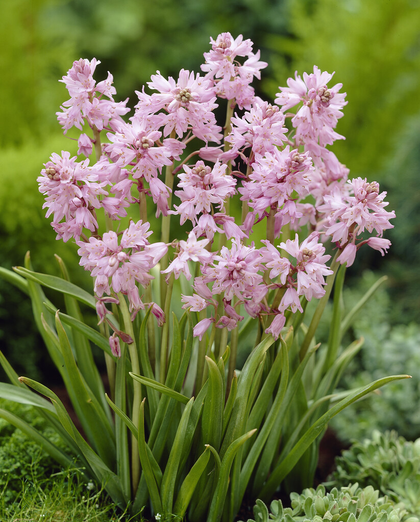 Hyacinthoides Hispanica Pink 10/+